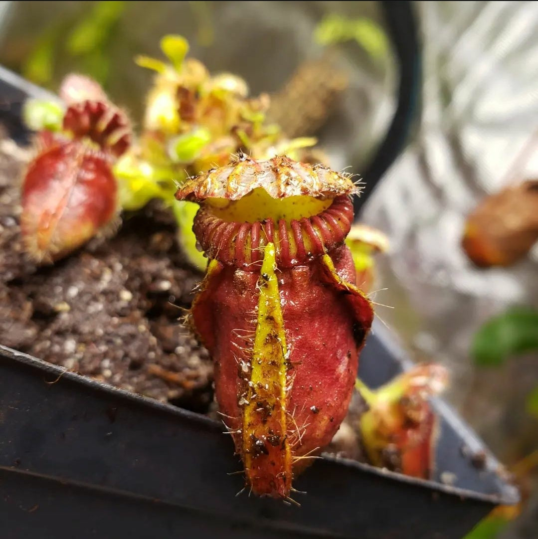 Cephalotus – CarnageFarms