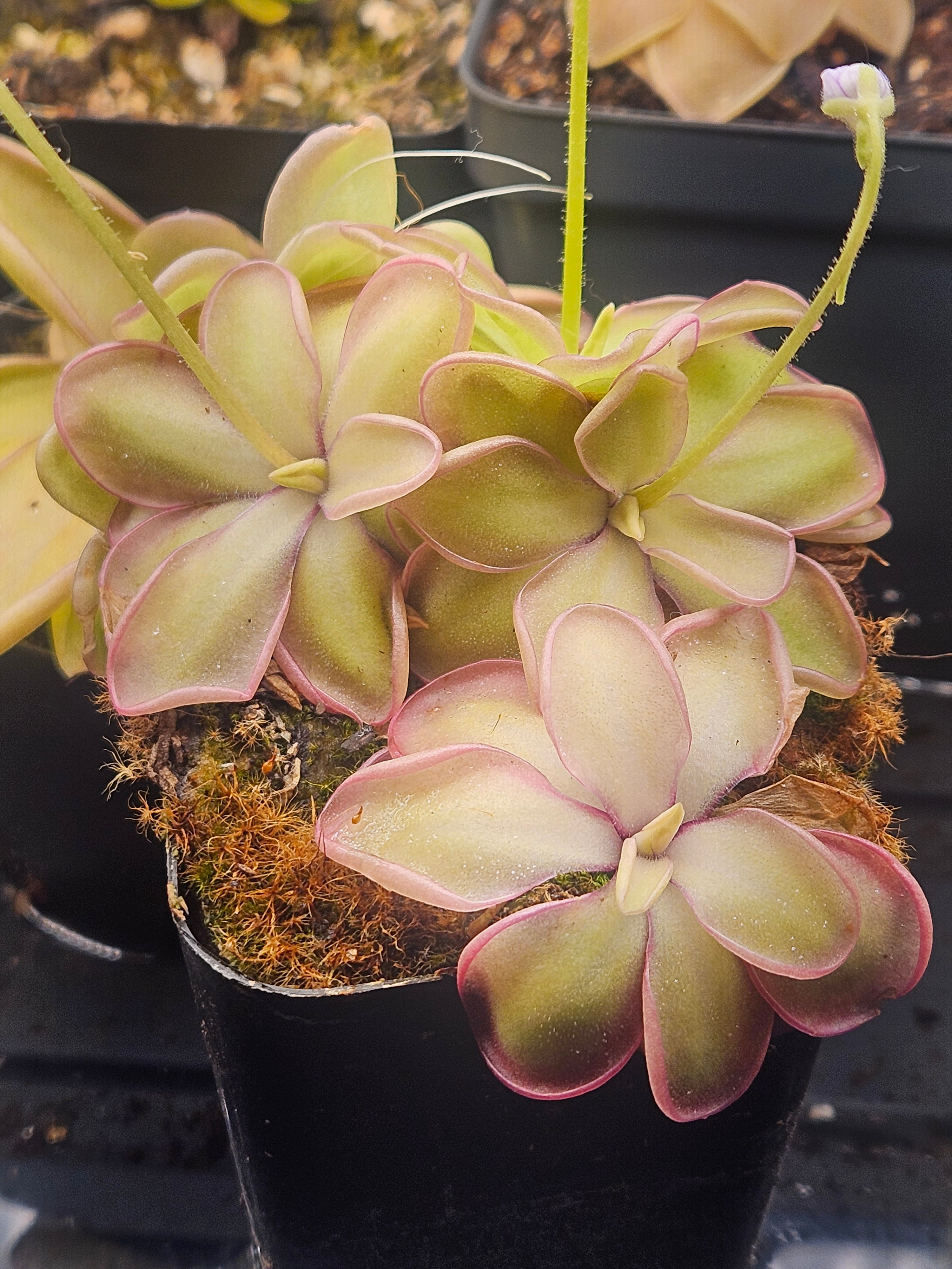 P. moranensis var. alba "Molongo" x emarginata "Zacapoaxtla" – CarnageFarms