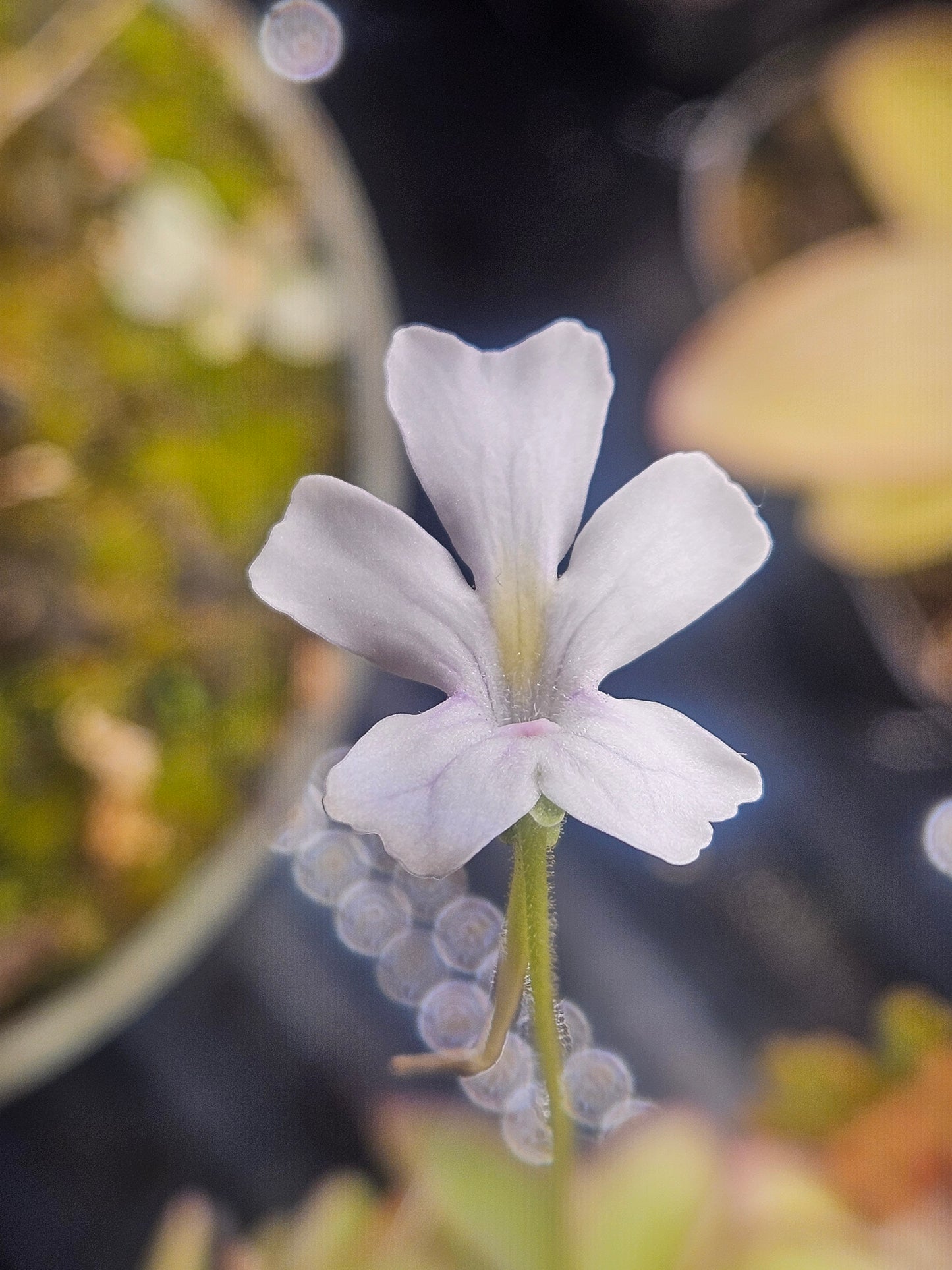 P. moranensis var. alba "Molongo" x emarginata "Zacapoaxtla" – CarnageFarms